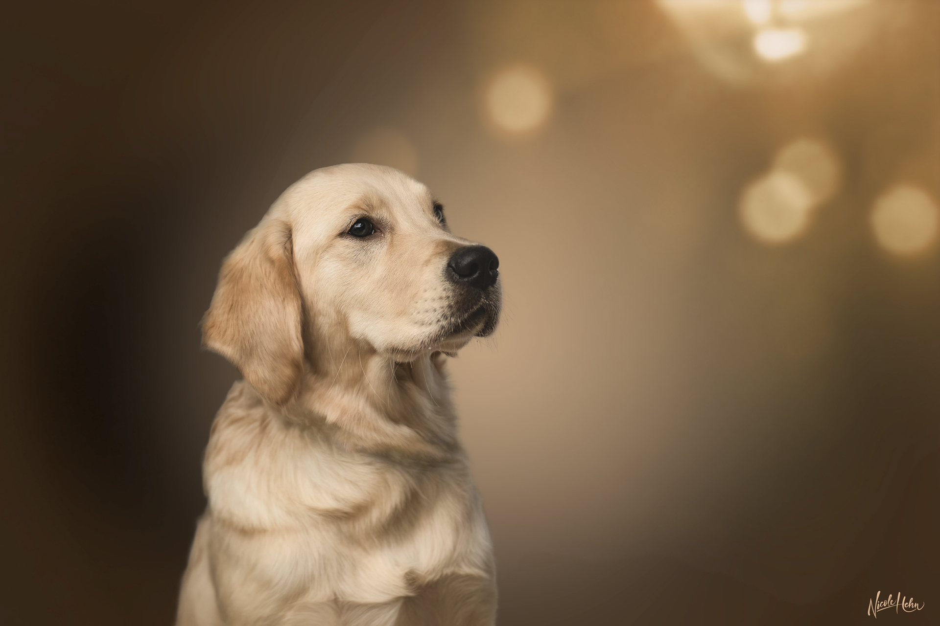 Bildergalerie Amber - Therapiehof Mainfranken - Hundezucht Golden Retriever