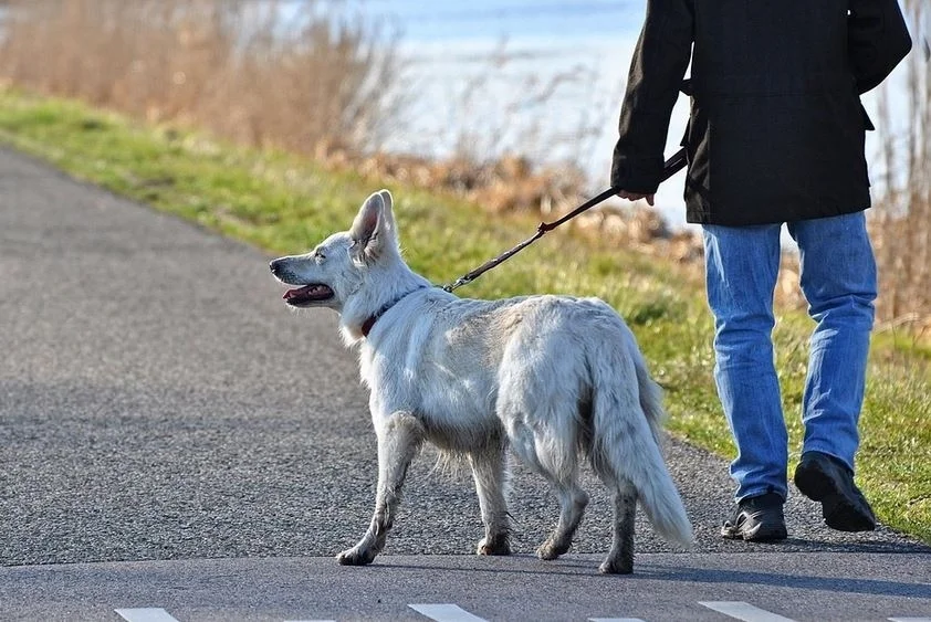 Hundehaltung in unserer Gemeinde - Gemeinde Mehrstetten