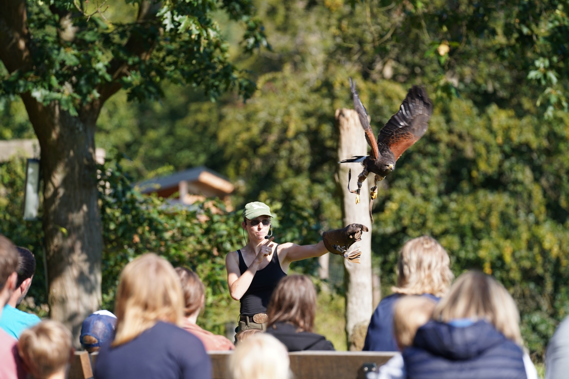 Nationalpark und Greifenwarte Edersee laden zum Fest im WildtierPark ...